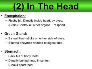 Biology unit 7 organ systems crayfish notes | PPT