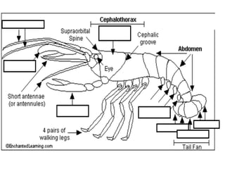 Biology unit 7 organ systems crayfish notes | PPT