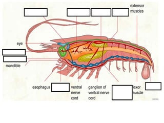 Biology unit 7 organ systems crayfish notes | PPT