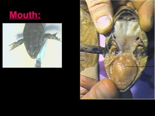 Biology unit 7 organ systems frog dissection notes | PPT