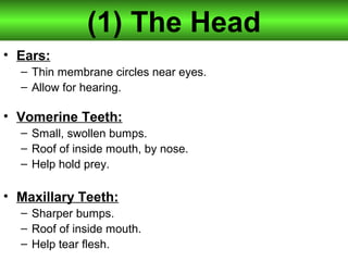 Biology unit 7 organ systems frog dissection notes | PPT