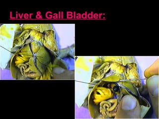 Biology unit 7 organ systems frog dissection notes | PPT
