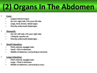 Biology unit 7 organ systems pig dissection notes | PPT | Lung and ...