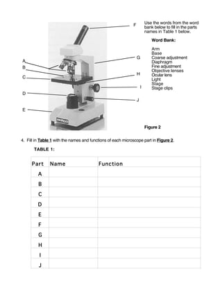 Microscope Lab Worksheet