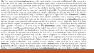 Biology virology | PPTX