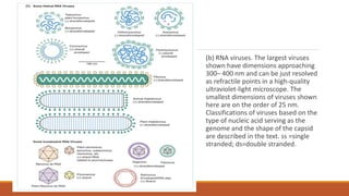 Biology virology | PPT