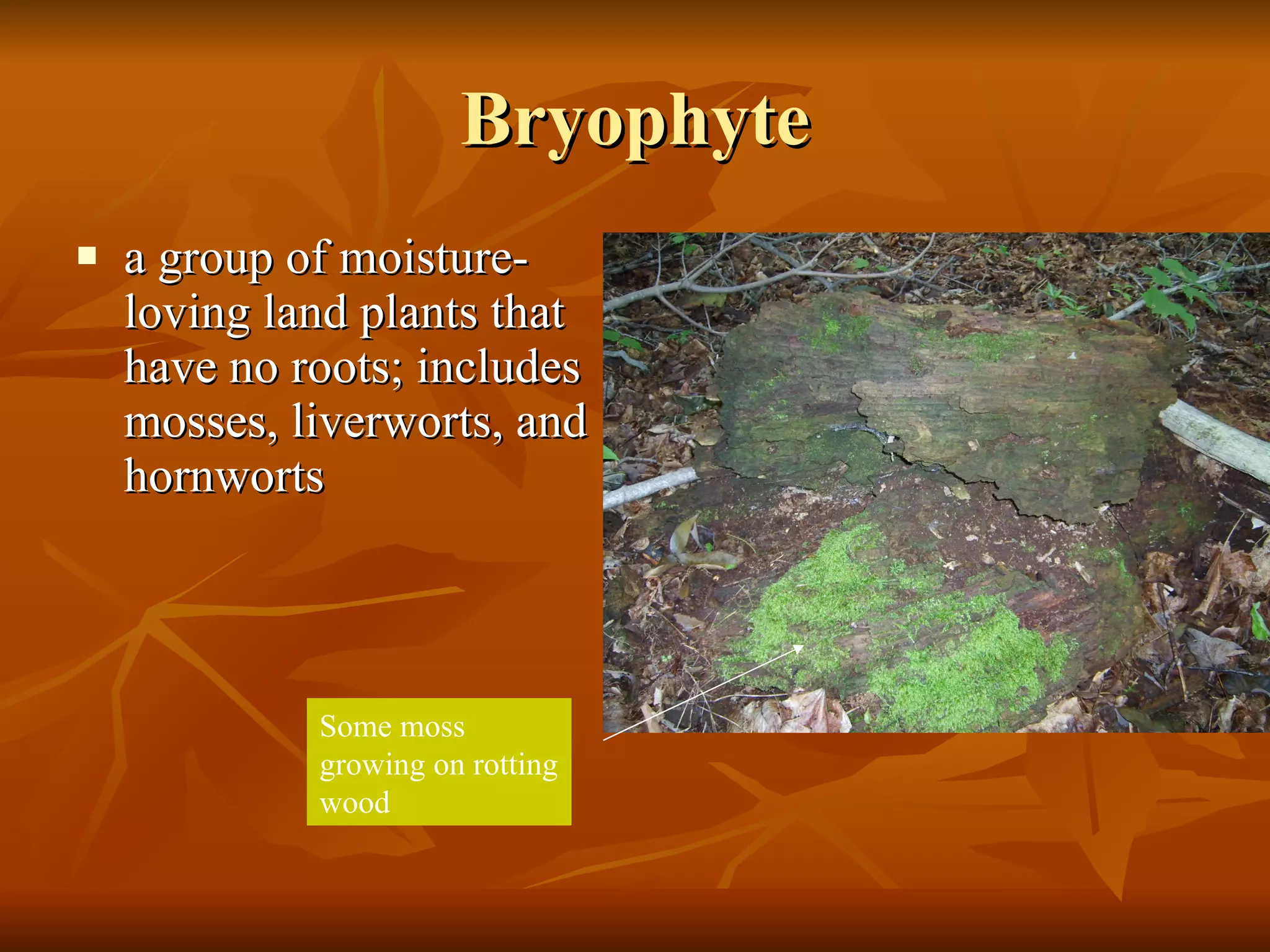 Biology Vocabulary Round 1 | PPT