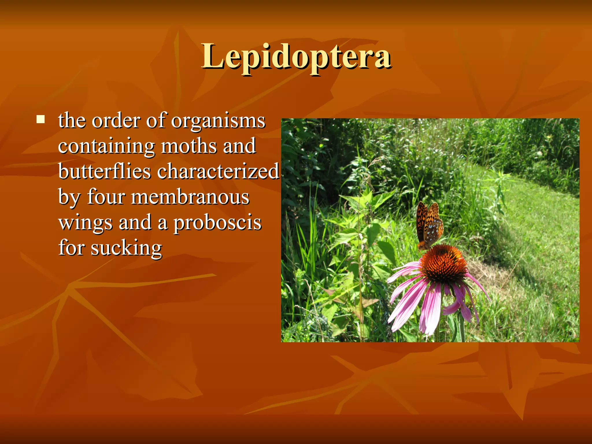 Biology Vocabulary Round 1 | PPT