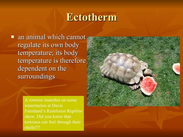 Biology Vocabulary Round 1 | PPT