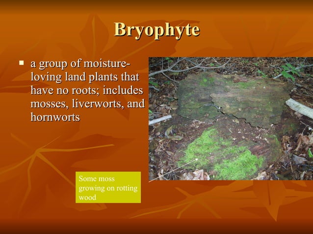 Biology Vocabulary Round 1 | PPT