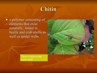 Biology Vocabulary Round 1 | PPT