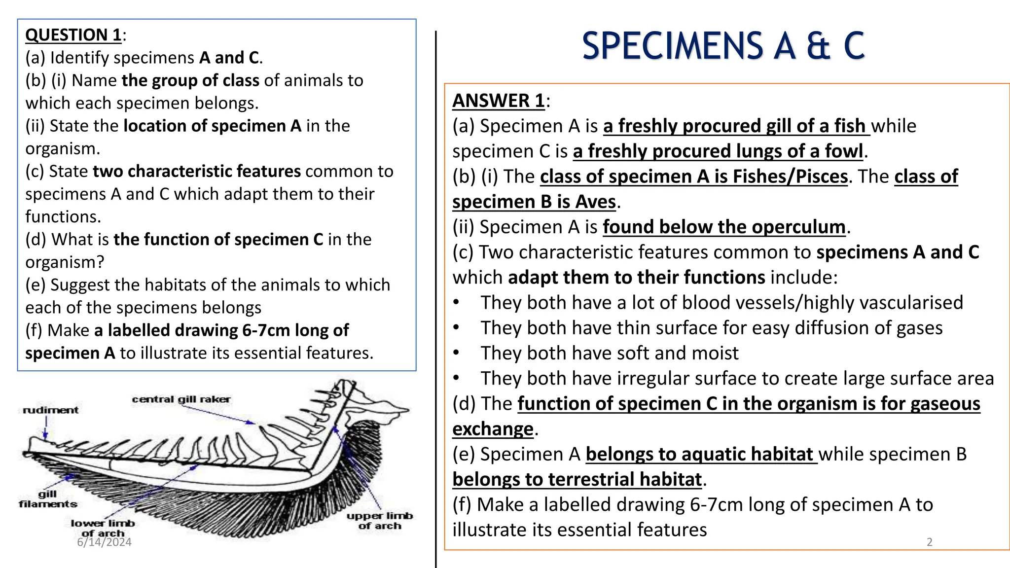 BIOLOGY WEST AFRICAN EXAMINATION COUNCIL (WAEC) 2024 PRACTICAL MANUAL.pptx