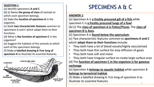 BIOLOGY WEST AFRICAN EXAMINATION COUNCIL (WAEC) 2024 PRACTICAL MANUAL ...