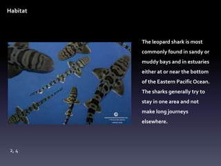 Leopard Shark | PPTX