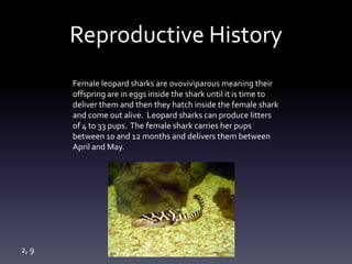 Leopard Shark | PPTX