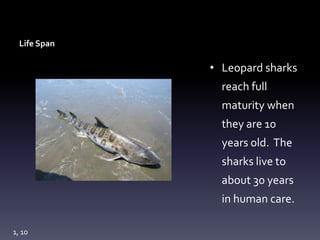 Leopard Shark | PPTX