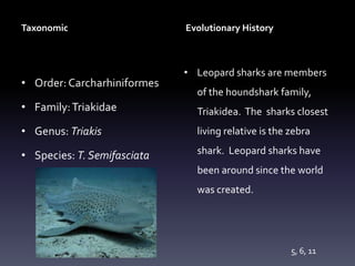 Leopard Shark | PPTX