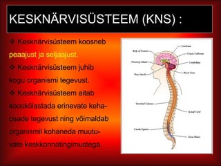 Bioloogia Esitlus Cathy | PPT