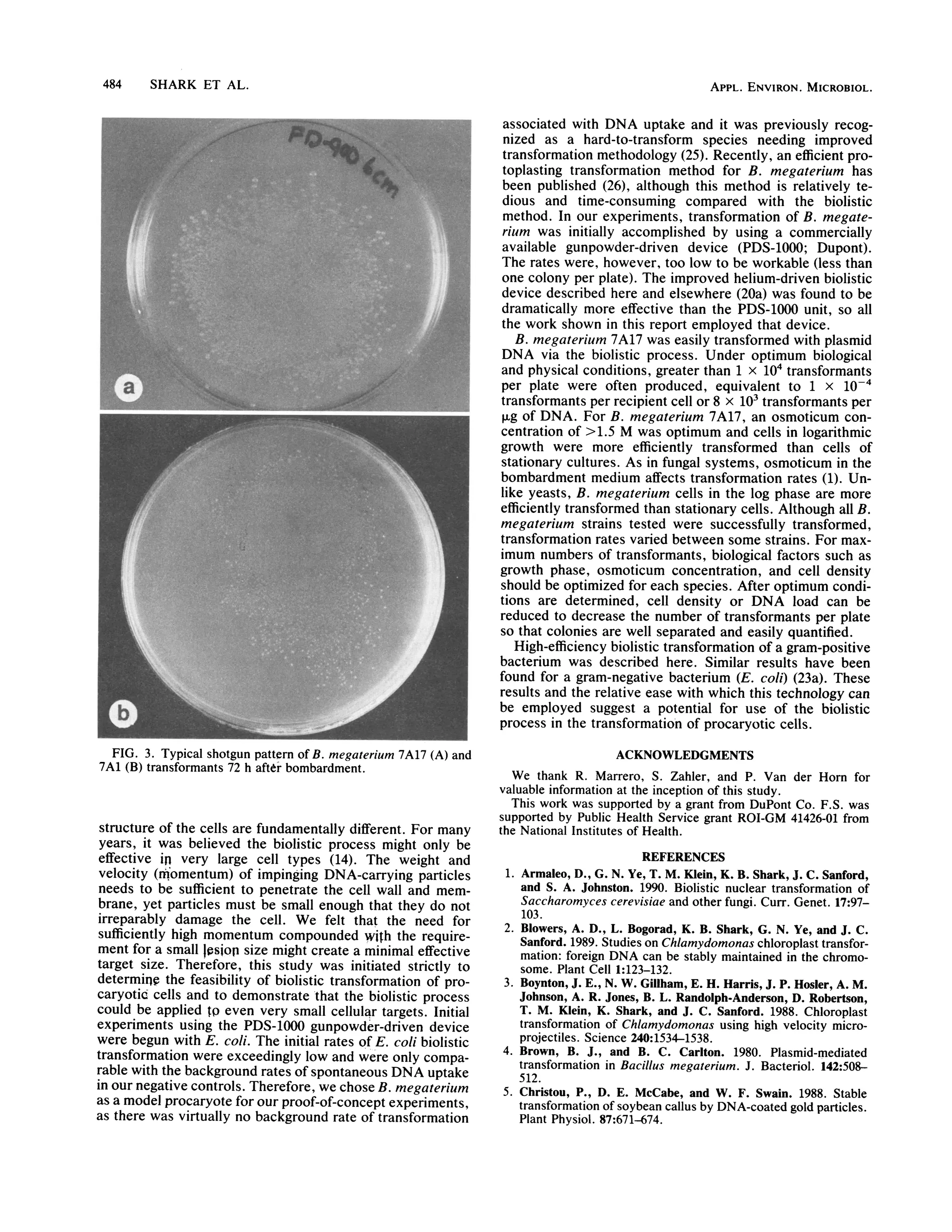Biolostic transformation of a procaryote, bacillus megaterium | PDF