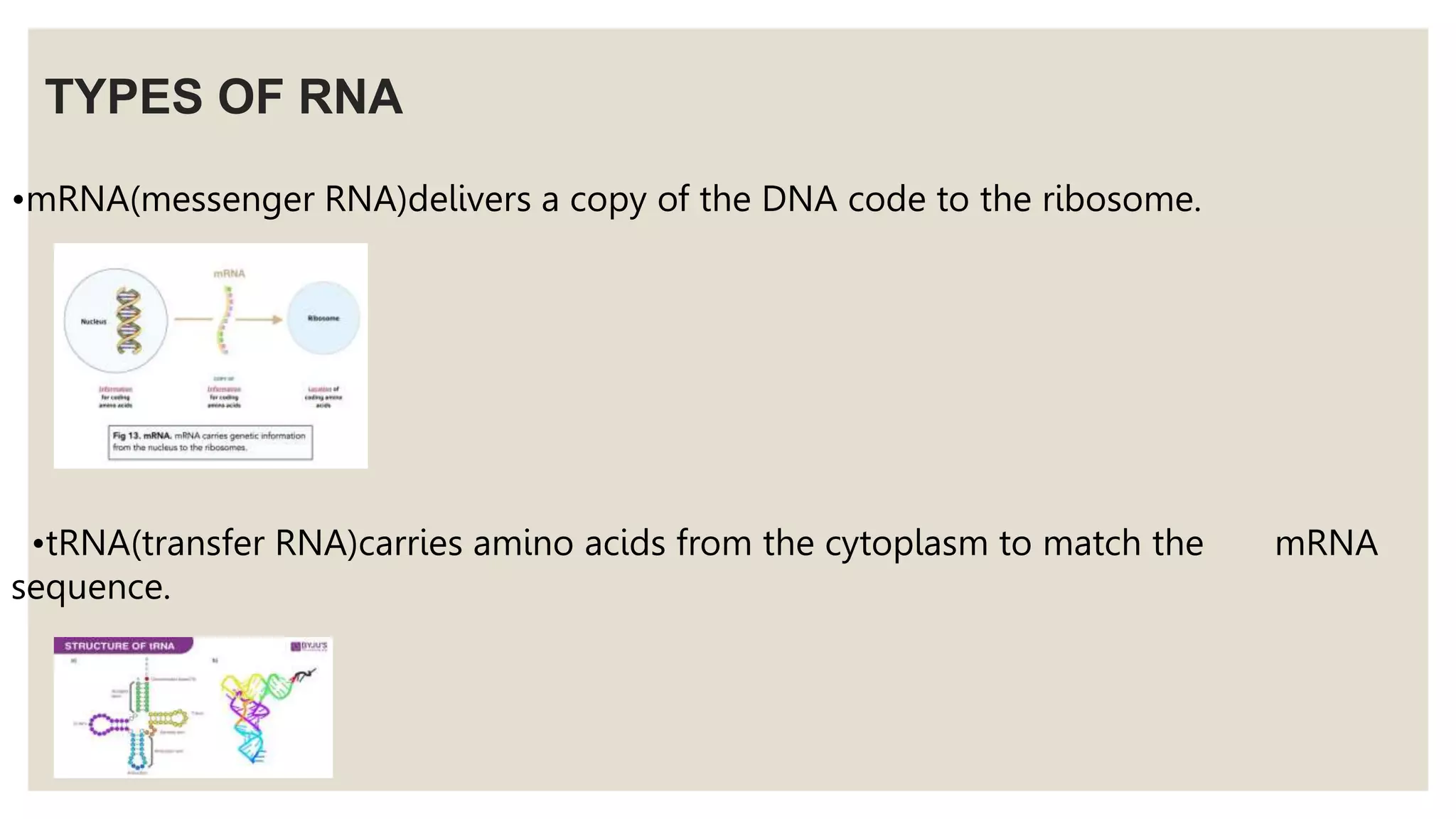 BIOL REPORT(RNA).pptx