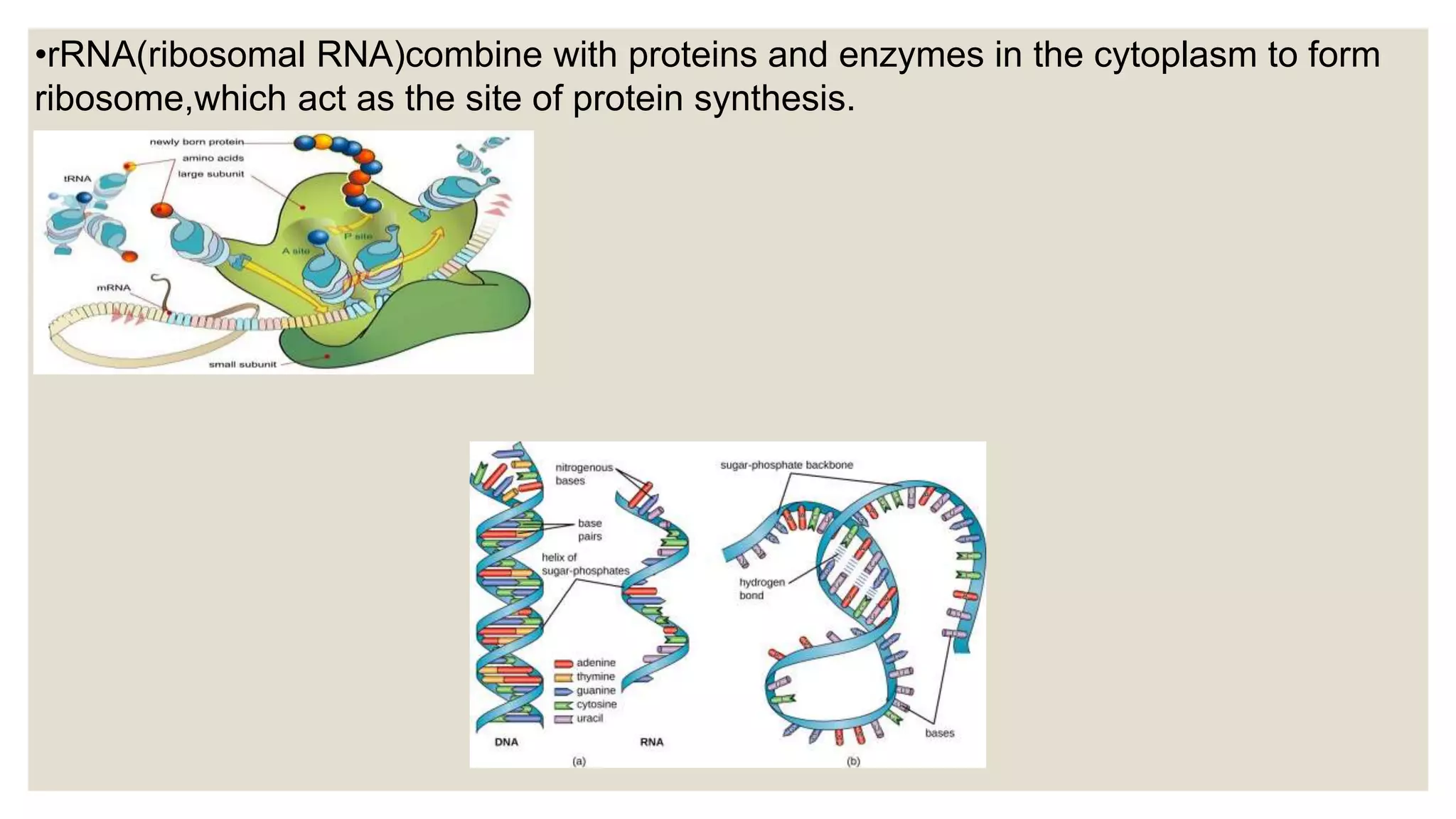 BIOL REPORT(RNA).pptx