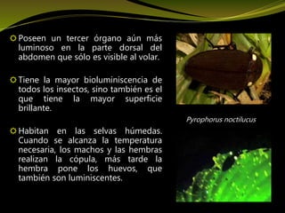 Bioluminiscencia | PPT