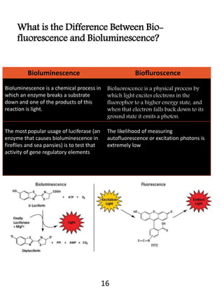 Bioluminence | PPTX