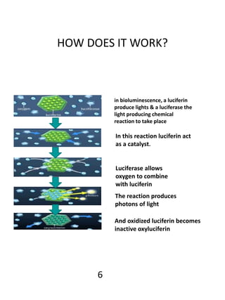 Bioluminence | PPTX