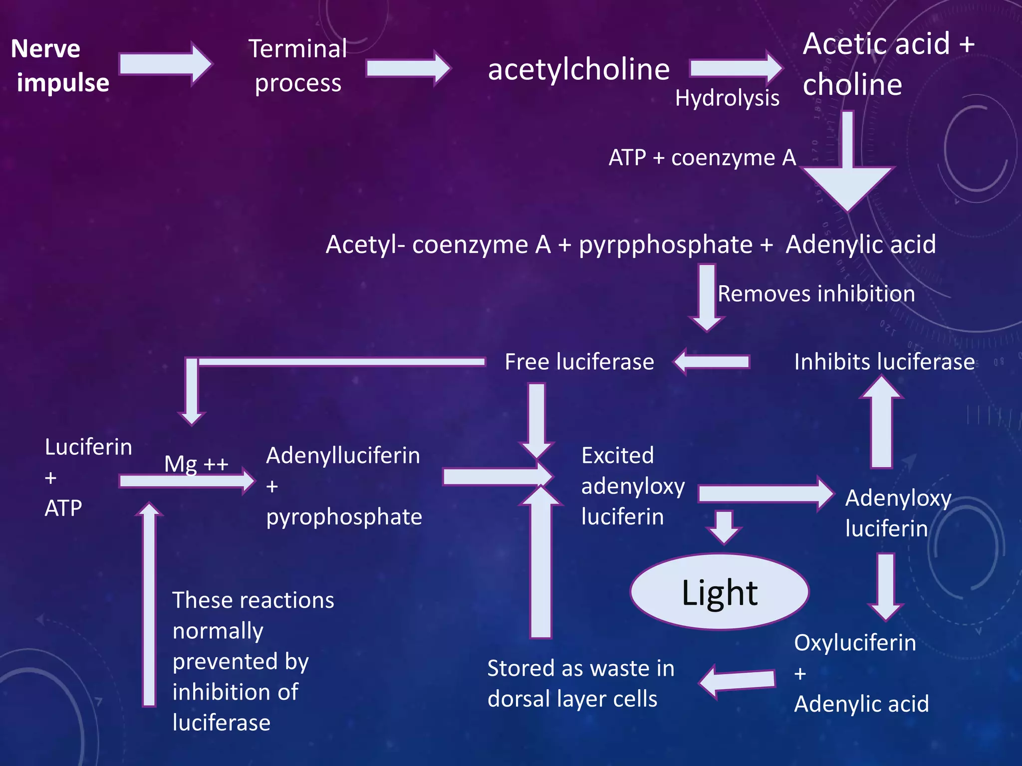 Biolumeniscence | PPTX
