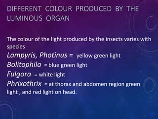 Biolumeniscence | PPTX