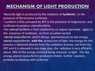 Biolumeniscence | PPTX