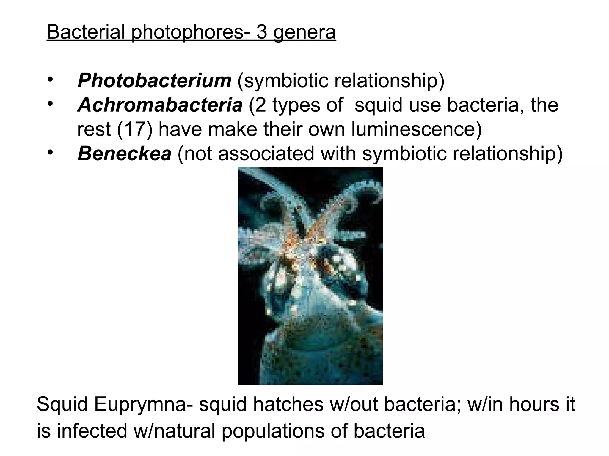 Bioluminescence | PPT