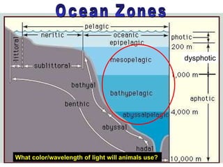 Bioluminescence | PPT