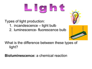 Bioluminescence | PPT
