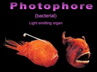 Bioluminescence | PPT