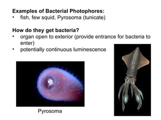 Bioluminescence | PPT