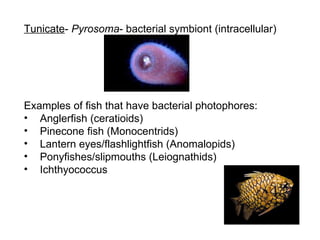 Bioluminescence | PPT