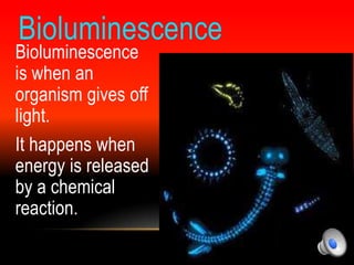 Bioluminescence | PPTX