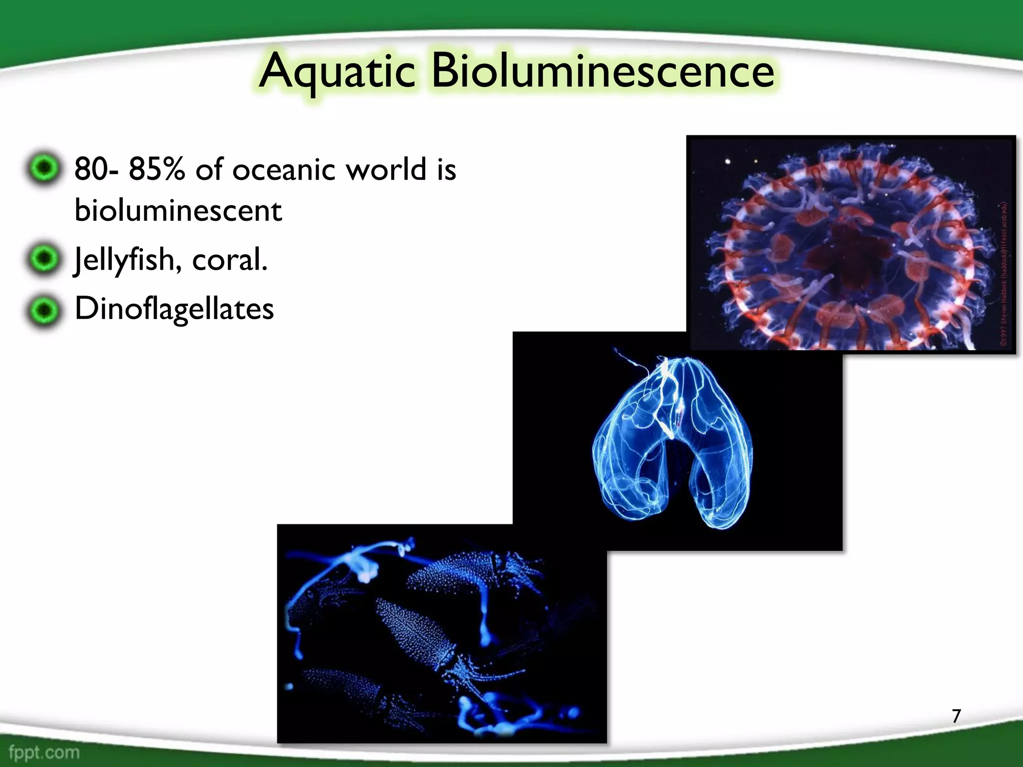 Bioluminescence and its Applications and Economic Feasibility | PDF