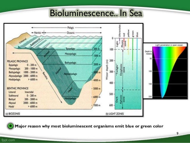 Bioluminescence and its Applications and Economic Feasibility