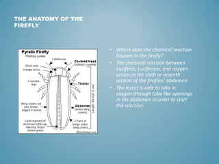 Bioluminescence | PPT