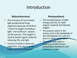 Bioluminescence | PPTX | Biological Sciences | Science