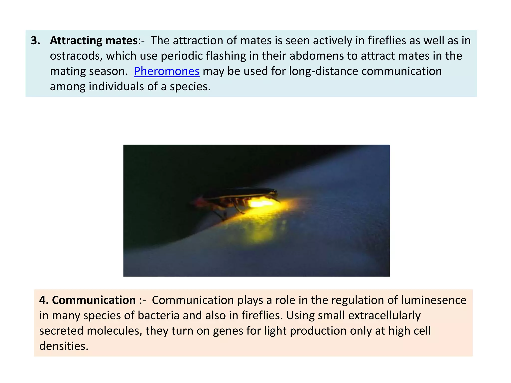 Bioluminescence | PPTX