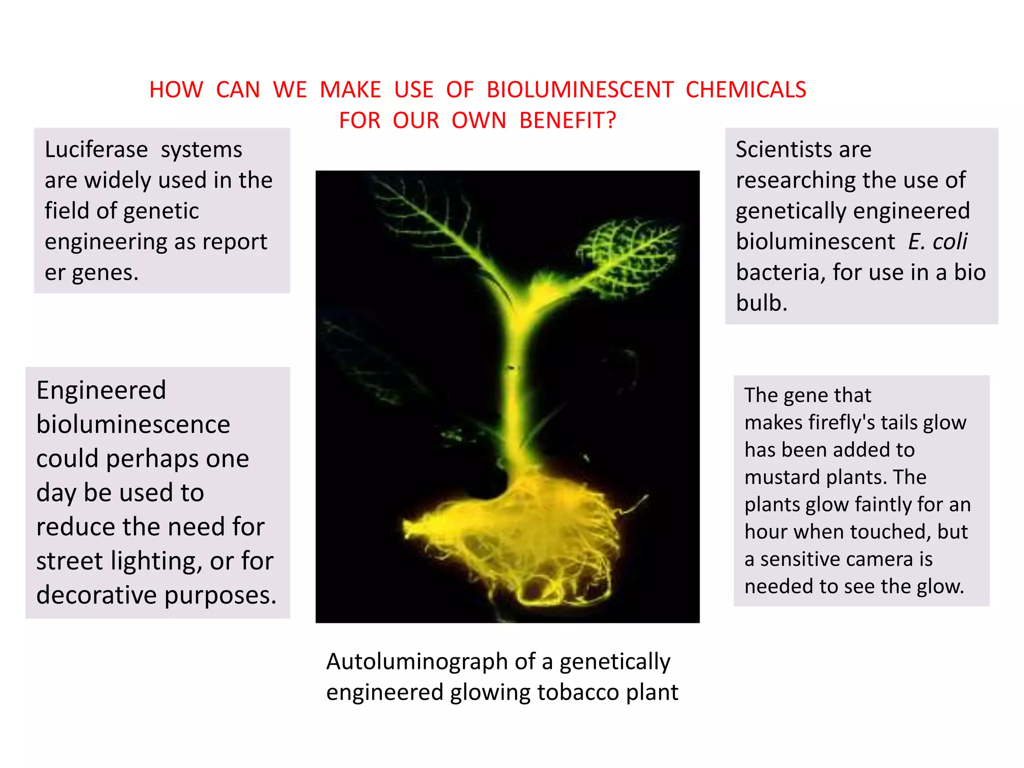 Bioluminescence | PPTX