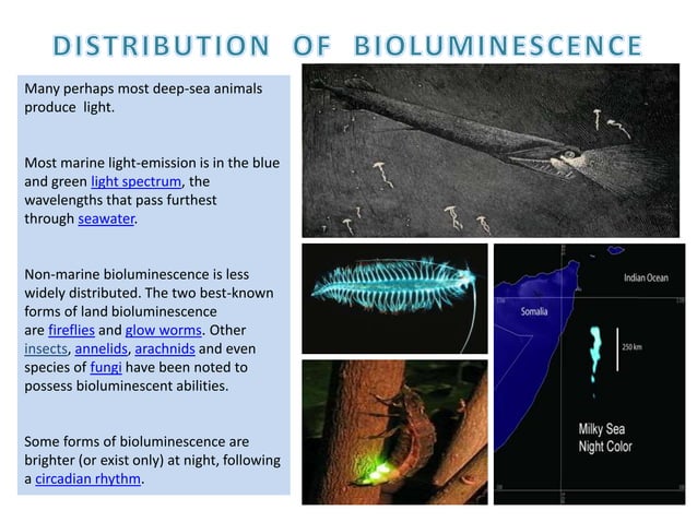 Bioluminescence | PPTX | Zoos & Aquariums | Attractions