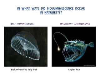 Bioluminescence | PPTX