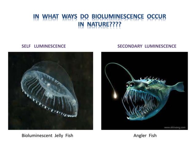 Bioluminescence | PPT