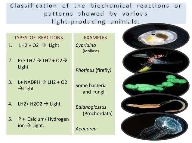 Bioluminescence | PPTX | Zoos & Aquariums | Attractions