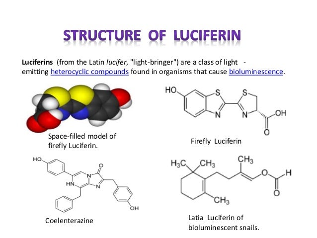 Bioluminescence