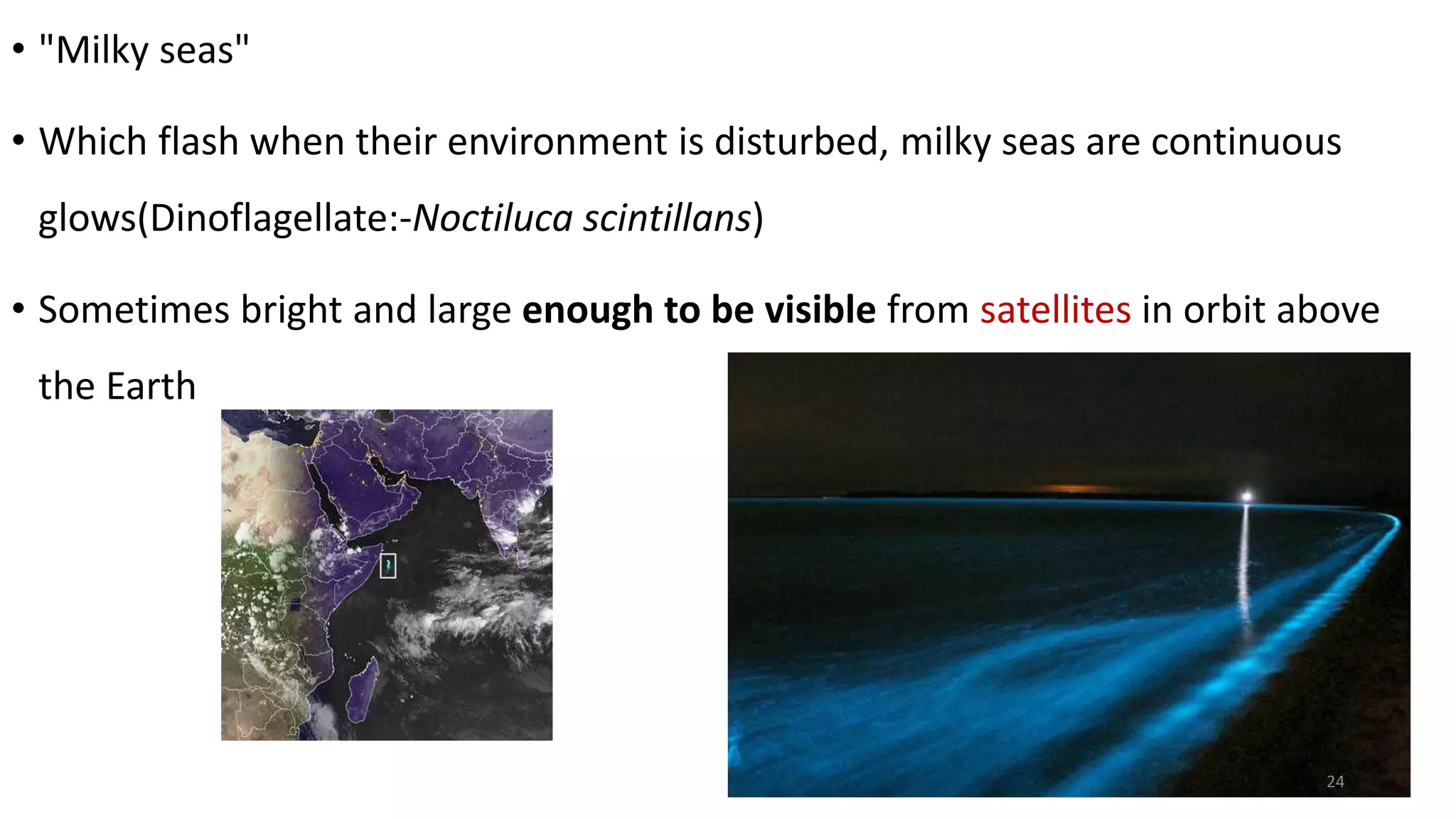 Bioluminescence | PPTX